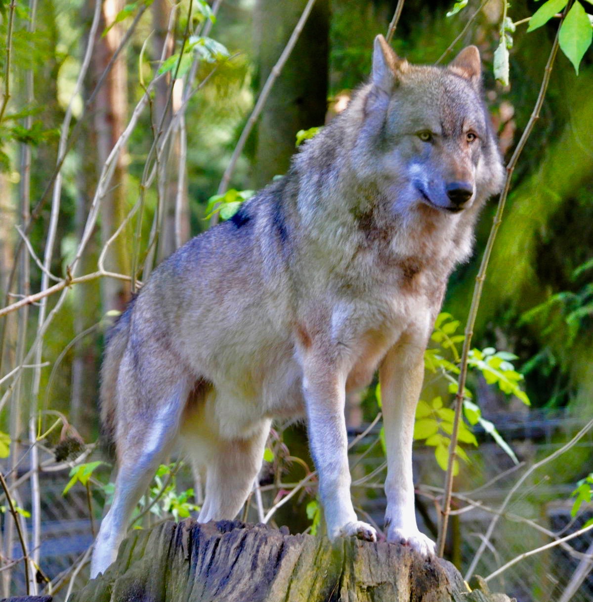 Un loup rôderait dans l'Yonne et l'Aube - AUXERRE TV
